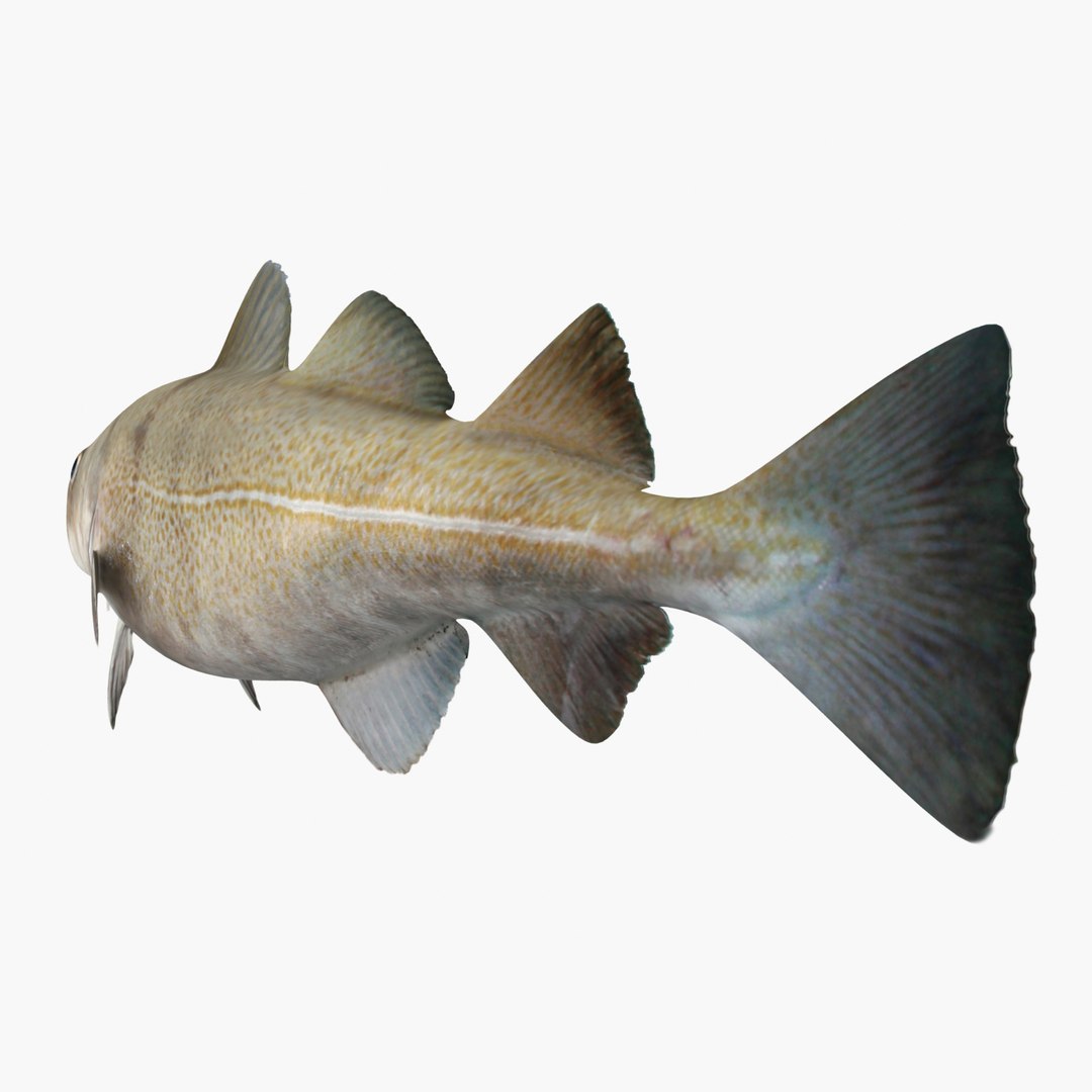 Cod Fish 3d Model