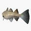 Cod Fish 3d Model