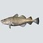 Cod Fish 3d Model