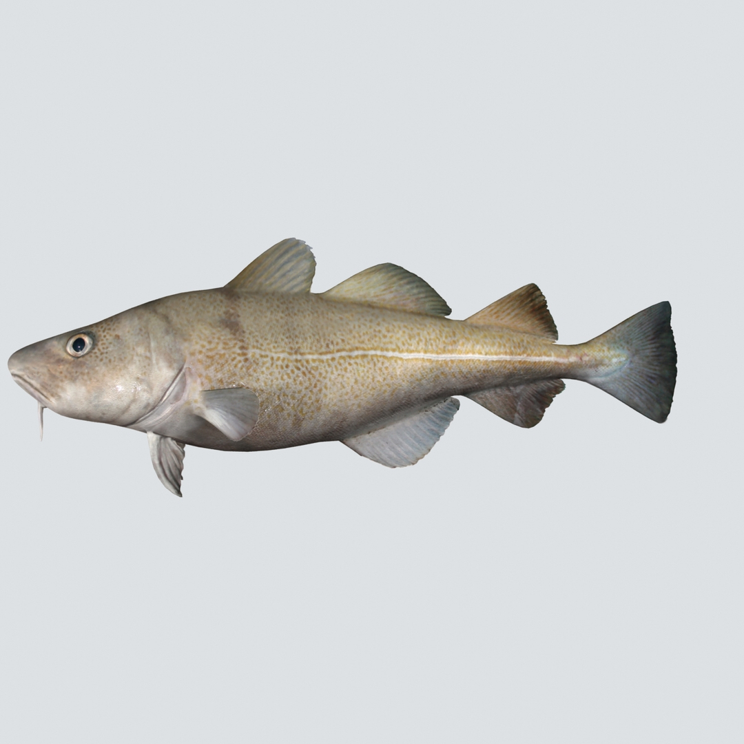 Cod Fish 3d Model
