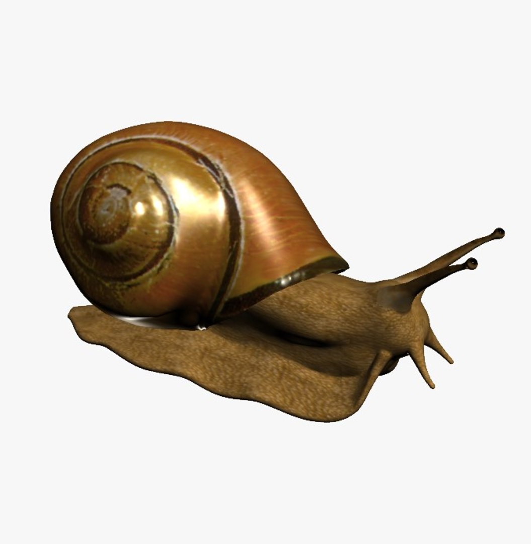 Snail 3D - TurboSquid 1245214