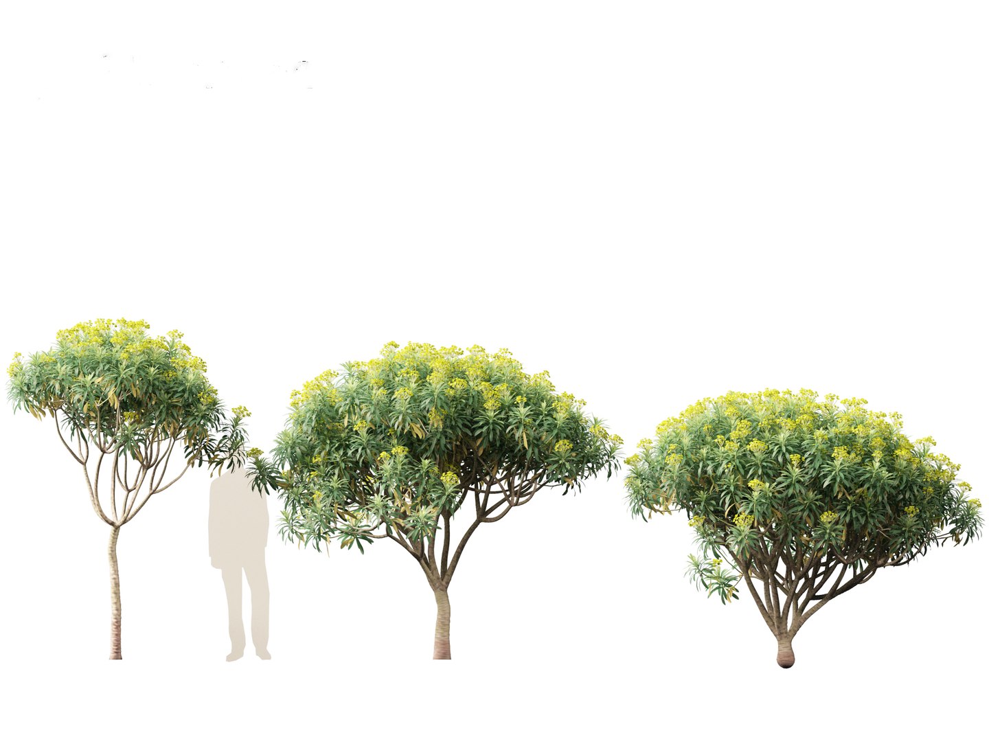 Euphorbia Bourgeana - Tree Euphoria 3D - TurboSquid 2121133