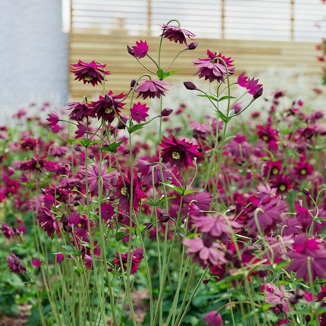 3D Aquilegia Vulgaris Ruby Port Flower Model - TurboSquid 2058619