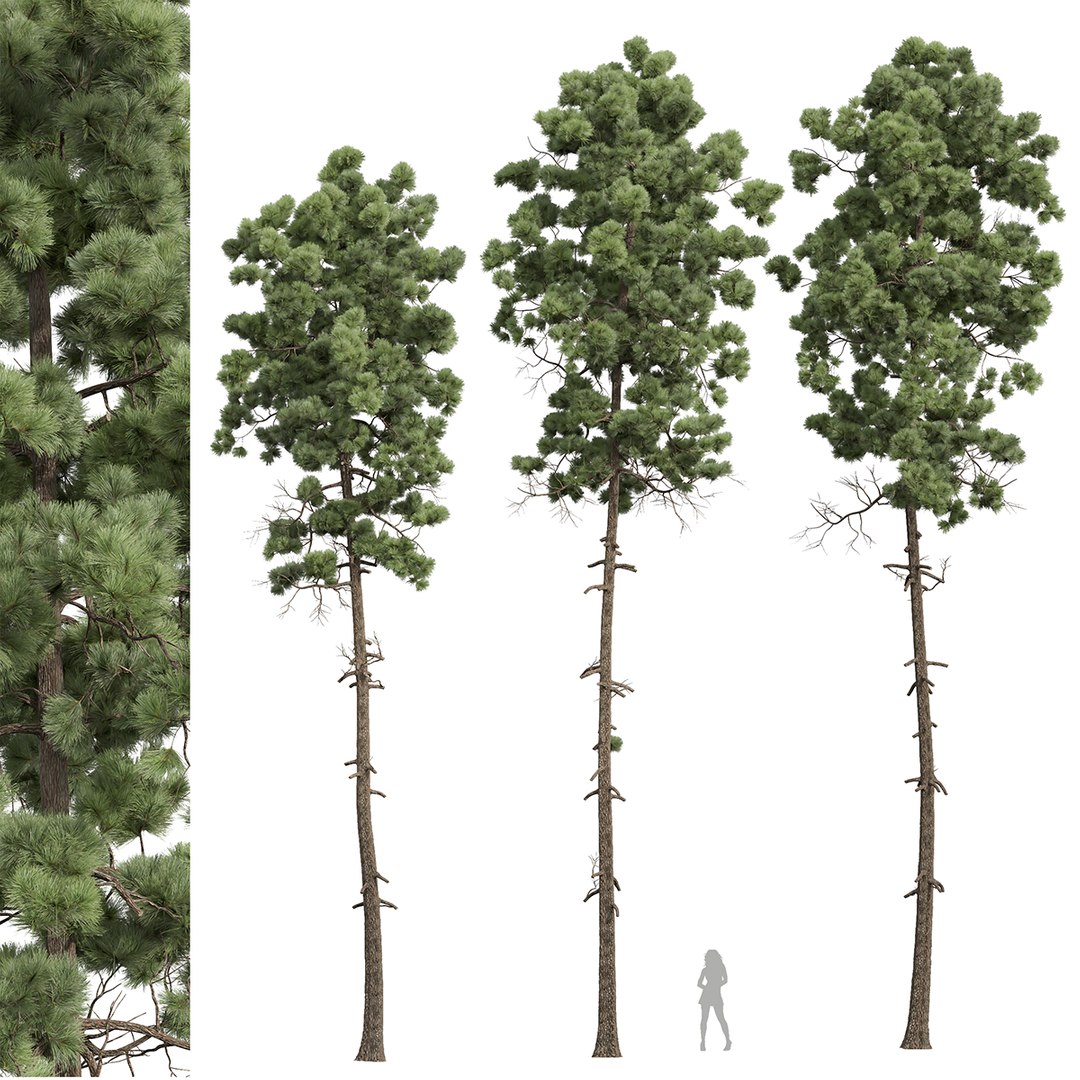 3D Model New Plant High Detail Pinus Engelmannii - TurboSquid 2199384