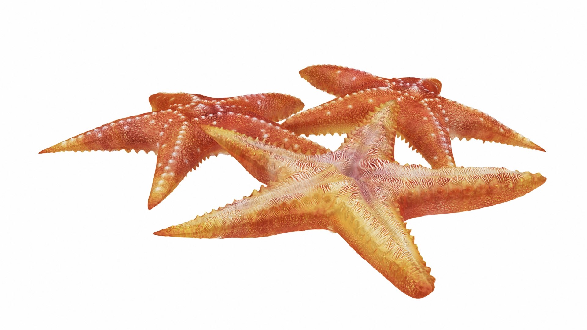 Sea Star 3D Model - TurboSquid 1483889