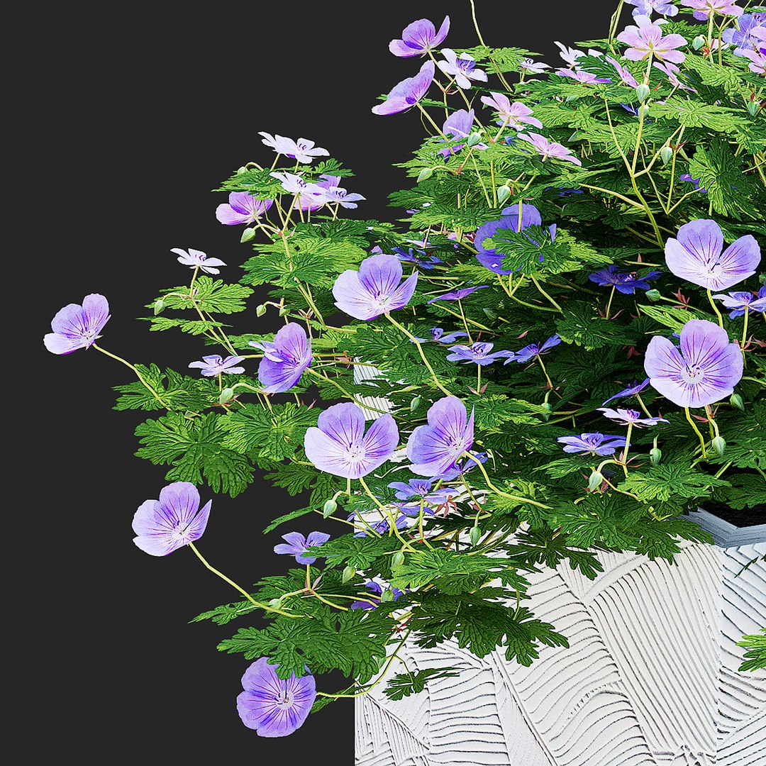Geranium Hybride Rozanne 2 3D Model - TurboSquid 2080379