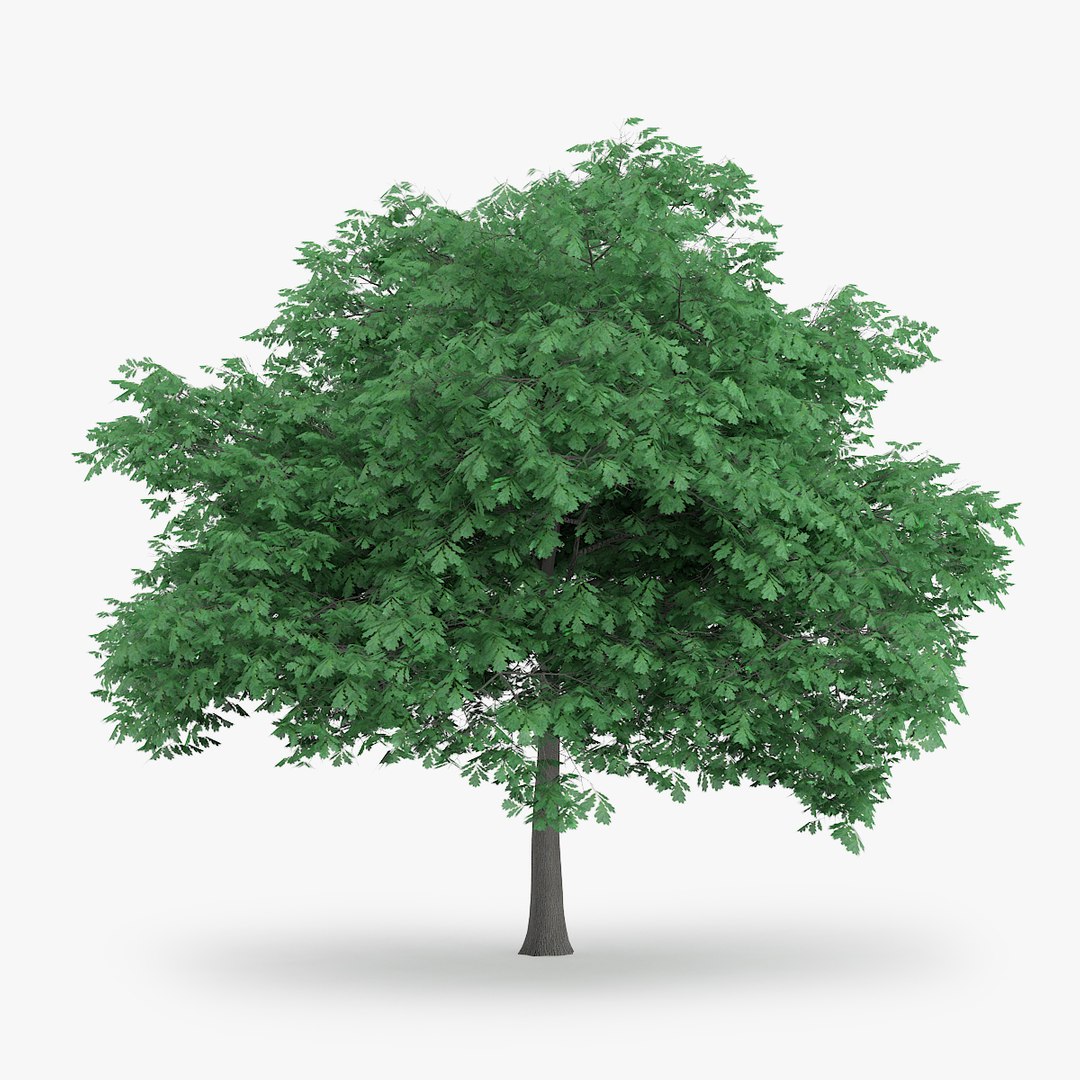 Oak Trees 3d Model