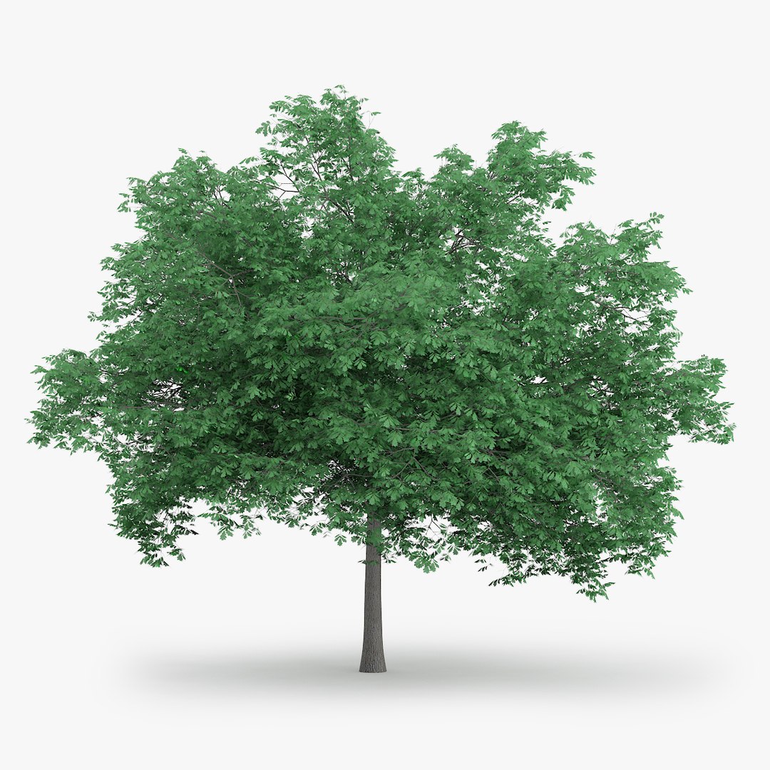 Oak Trees 3d Model