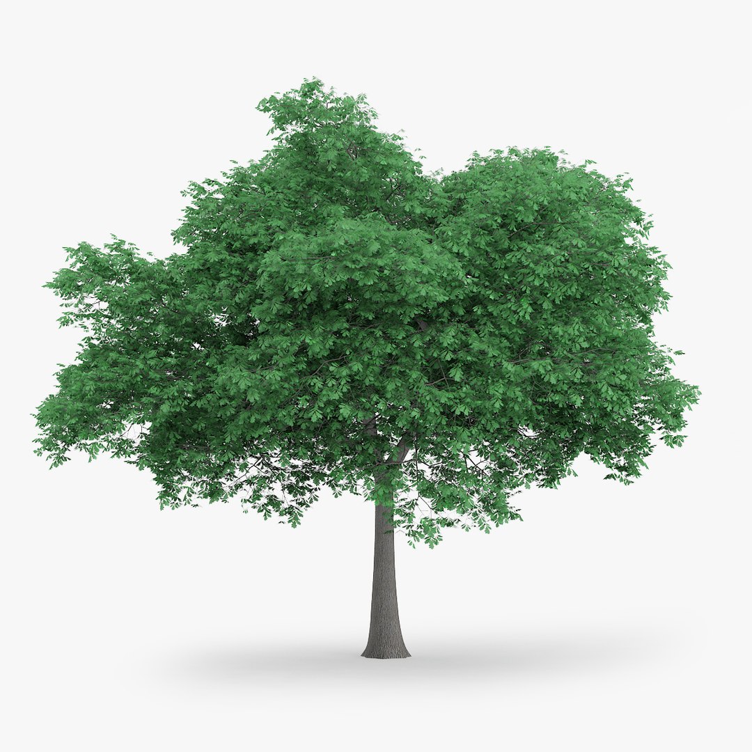 Oak Trees 3d Model