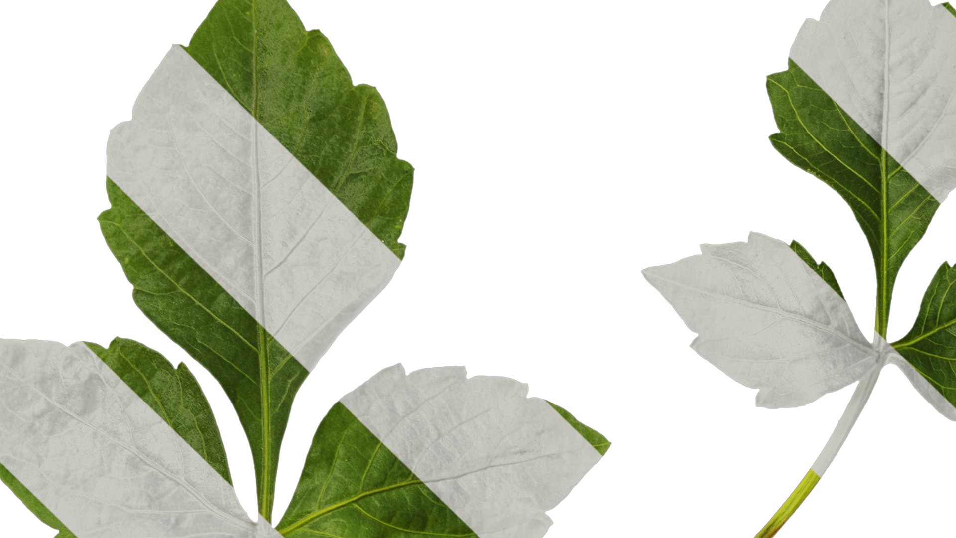 3D Anydrafts Dahlia Pinnata 01 Leaf 01 Textures Model - TurboSquid 2354714