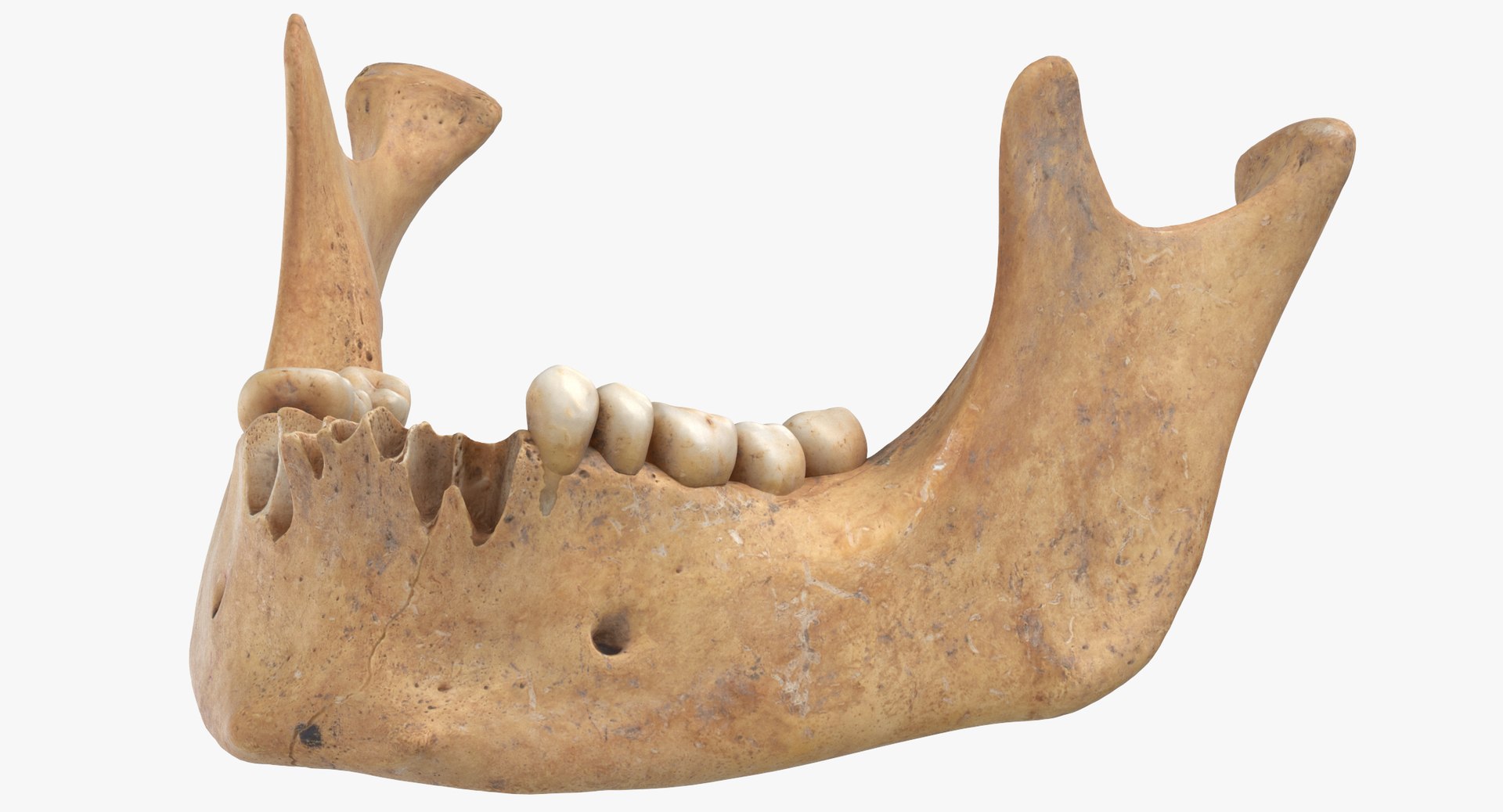Human Jawbone Mandible 01 3D Model - TurboSquid 1426804