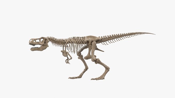 3D tyrannosaurus rex skeleton fossil - TurboSquid 1483914