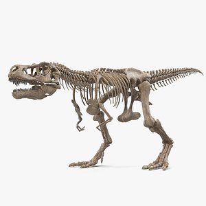 Download 3D Tyrannosaurus Rex Skeleton Maya Models - TurboSquid