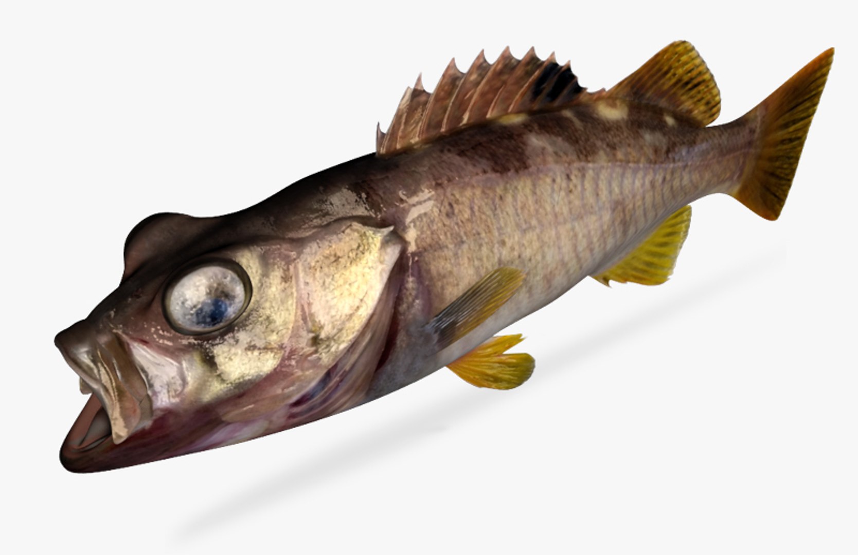 3d model olive rockfish