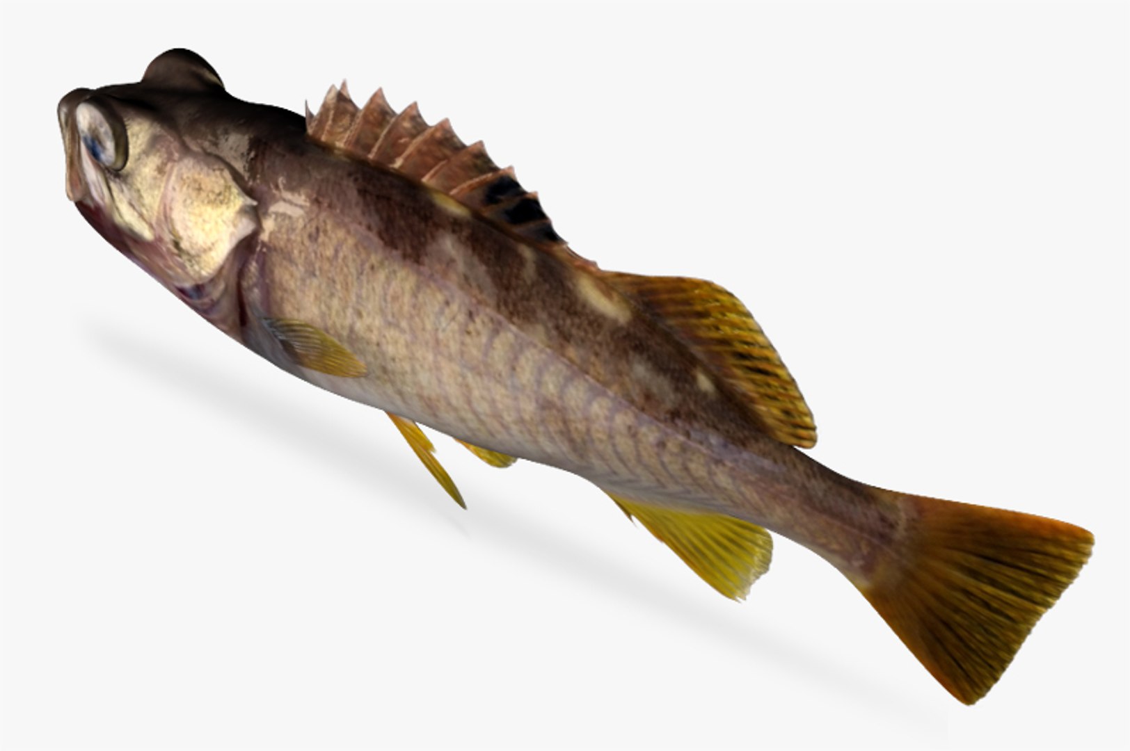 3d model olive rockfish
