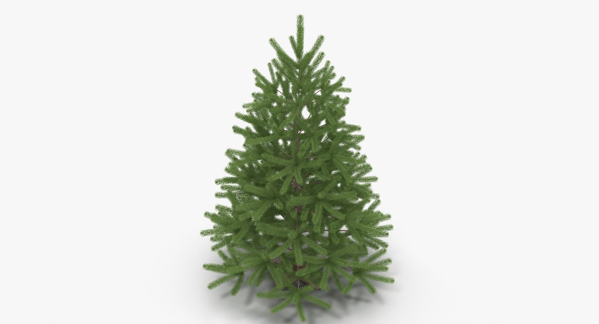 3d Model Fir Tree
