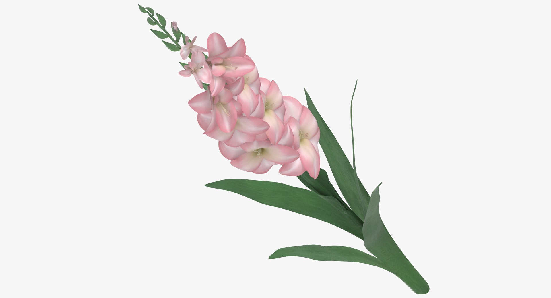 3D Model Pink - - TurboSquid 1397228