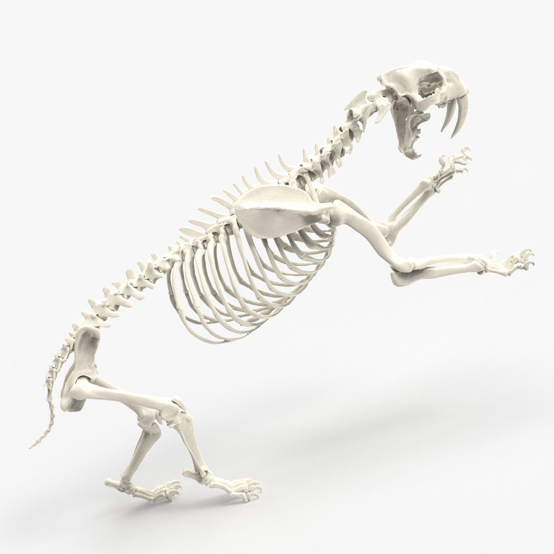 3D Saber Tooth Tiger Model - TurboSquid 1428439