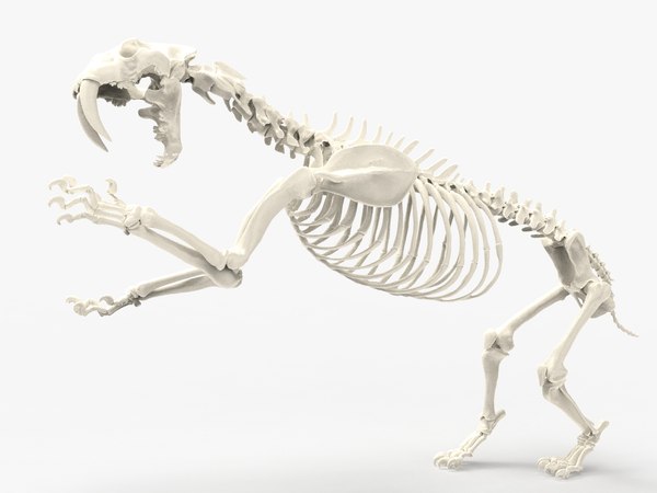 3D saber tooth tiger model - TurboSquid 1428439