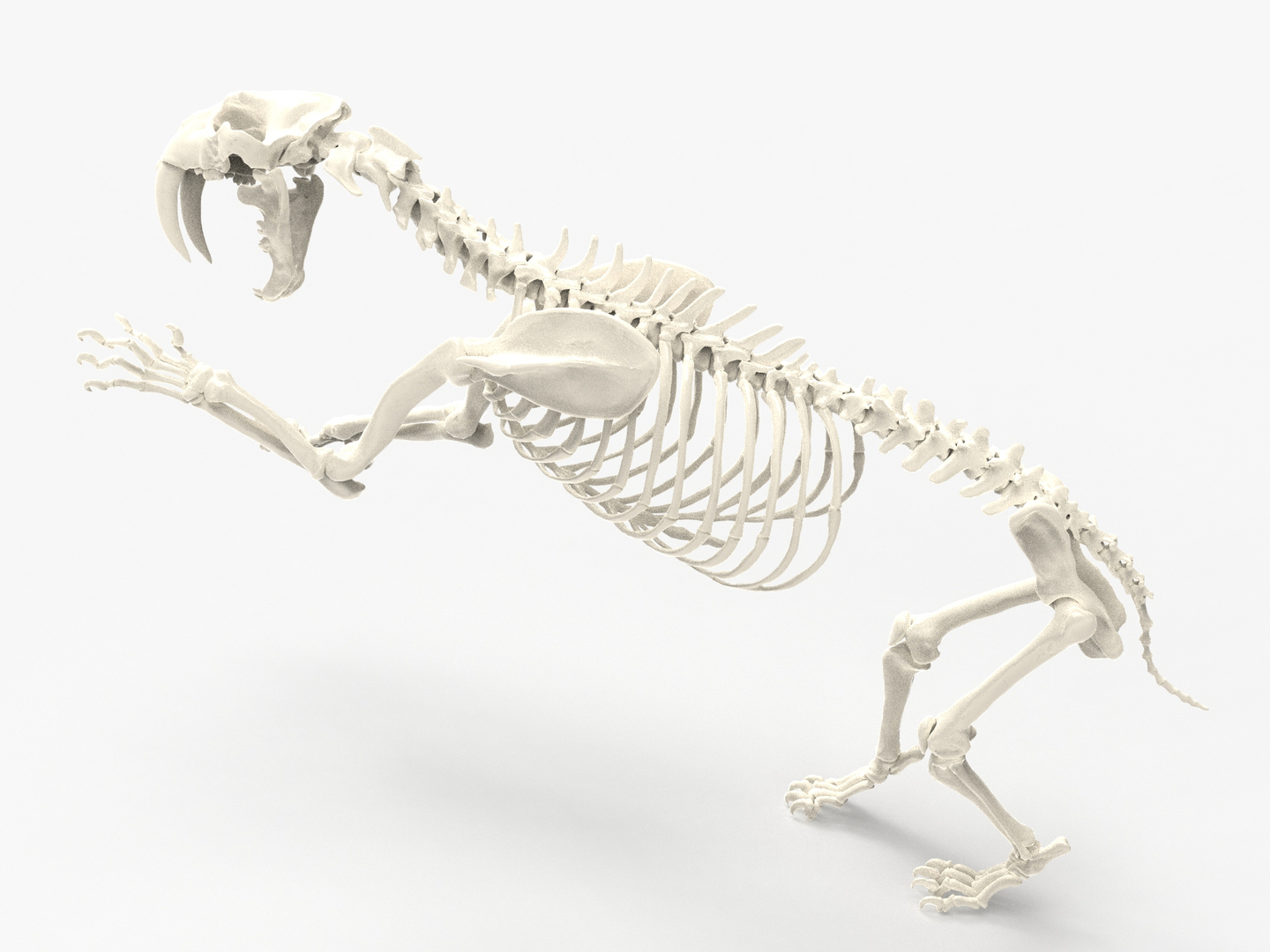 3D saber tooth tiger model - TurboSquid 1428439