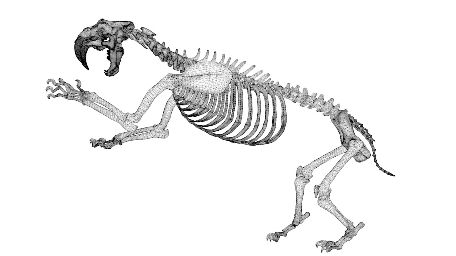3D Saber Tooth Tiger Model - TurboSquid 1428439
