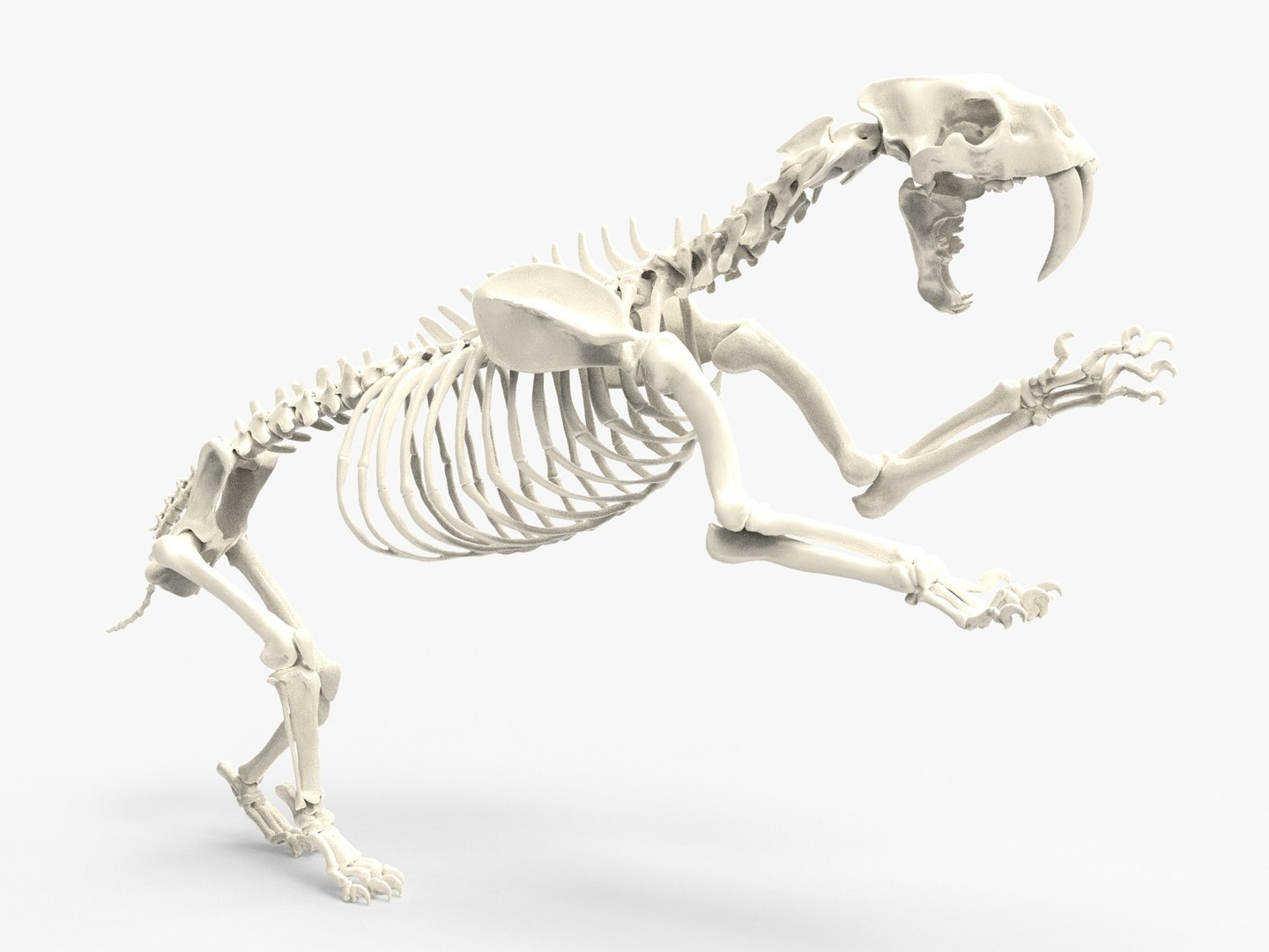 3D Saber Tooth Tiger Model - TurboSquid 1428439