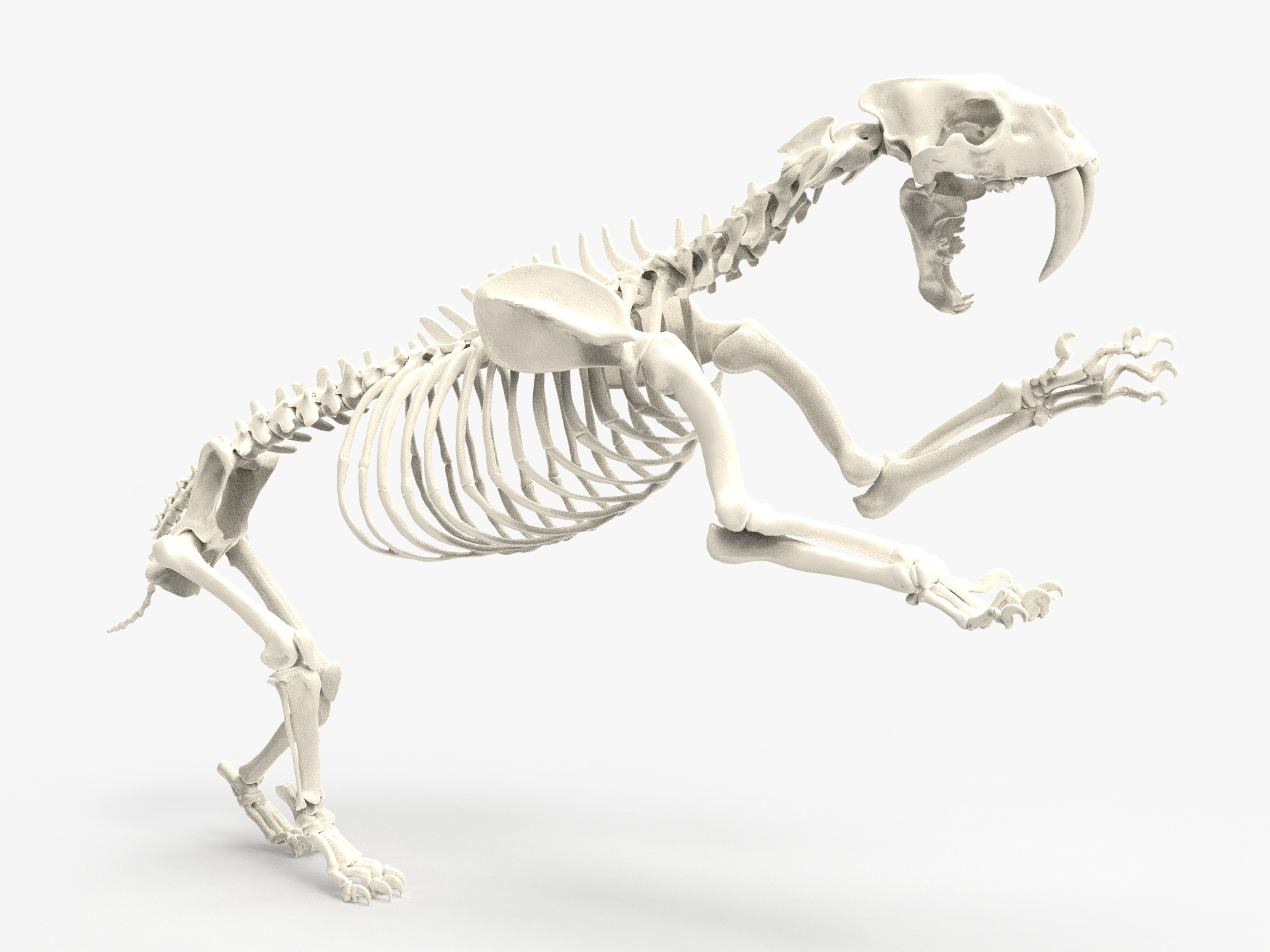 3D saber tooth tiger model - TurboSquid 1428439