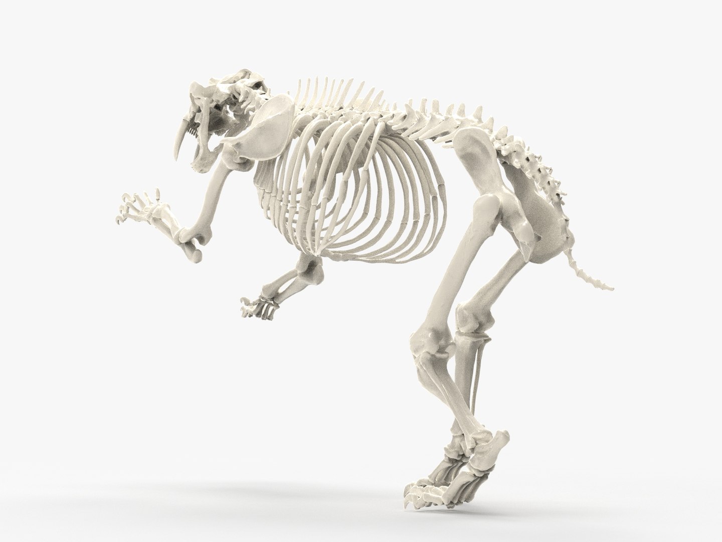3D Saber Tooth Tiger Model - TurboSquid 1428439