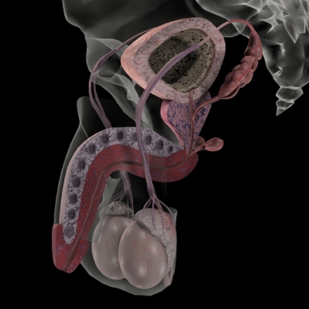 prostate anatomy 3d