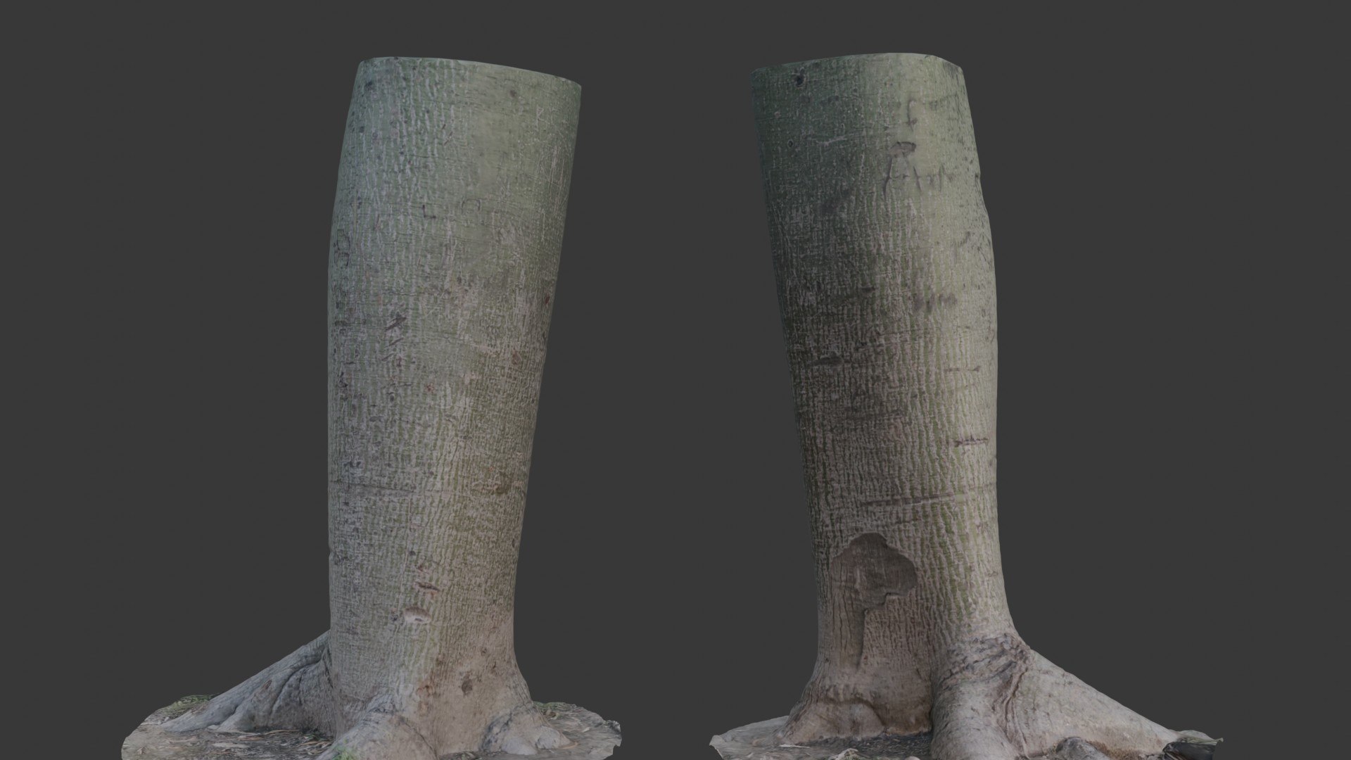 3D Realistic 3D Scanned Smooth-Bark Tree Trunk - TurboSquid 2395523