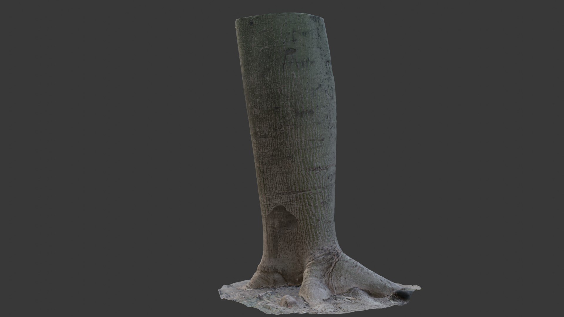 3D Realistic 3D Scanned Smooth-Bark Tree Trunk - TurboSquid 2395523