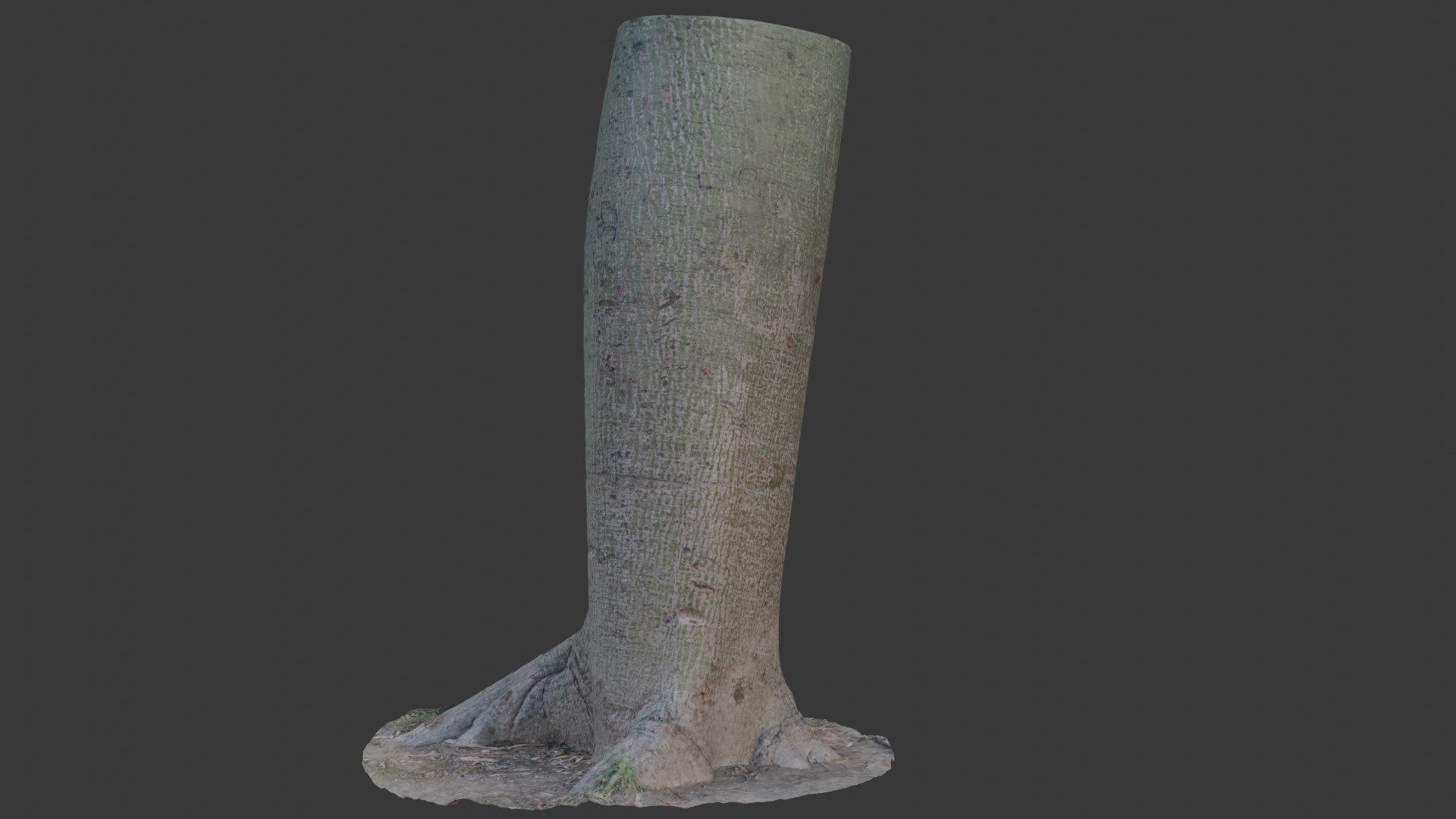3D Realistic 3D Scanned Smooth-Bark Tree Trunk - TurboSquid 2395523