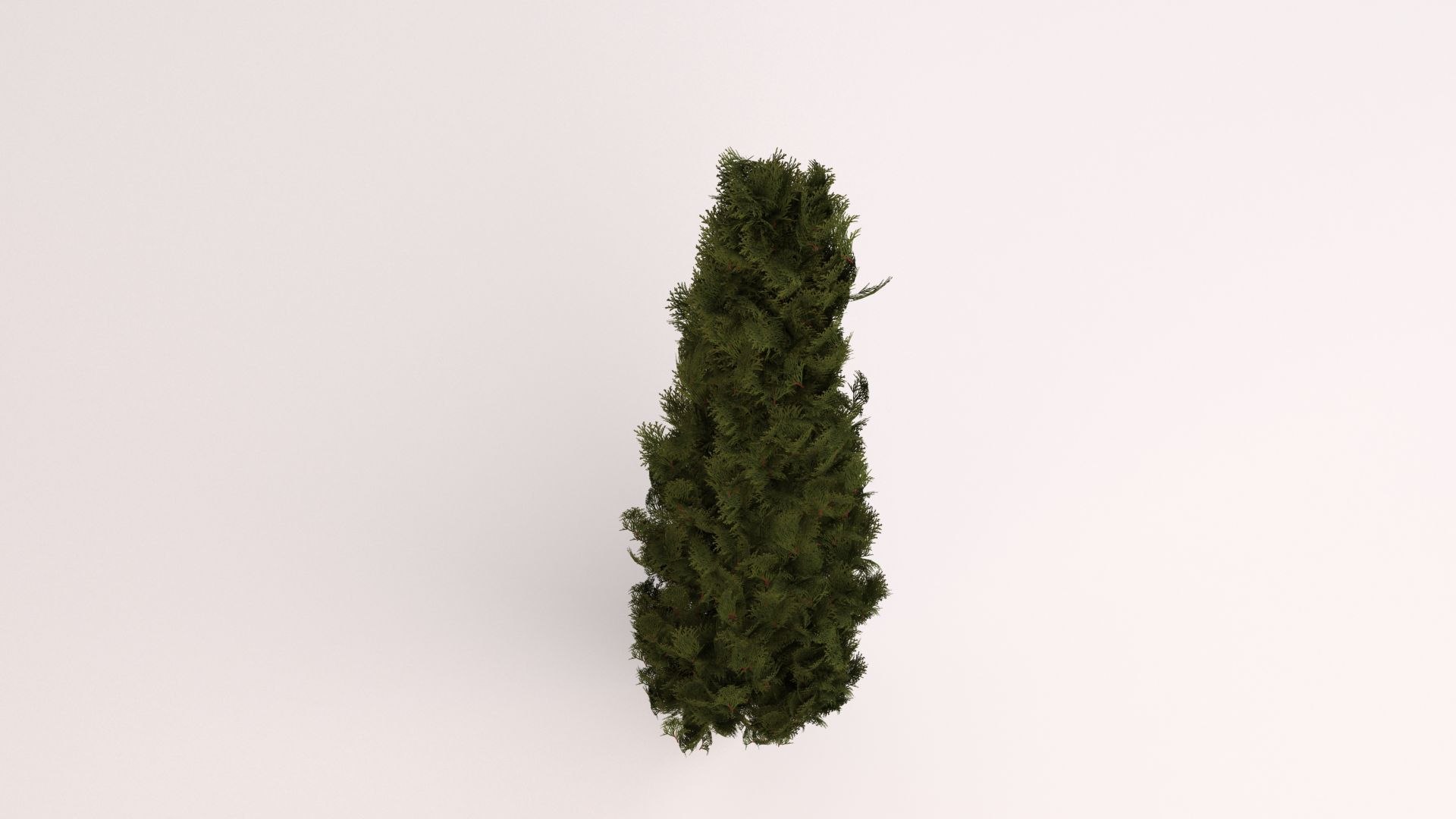 3D Italian Cypress Model - TurboSquid 1649614