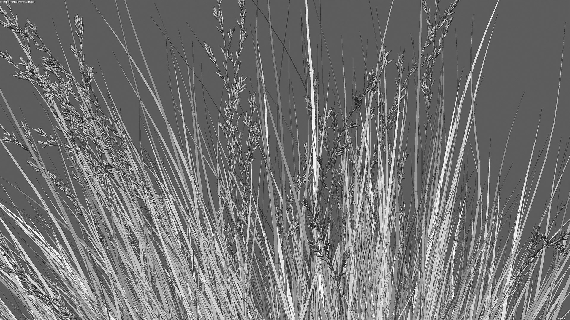 Chionochloa Rubra - Red Tussock Grass 3D - TurboSquid 1978248