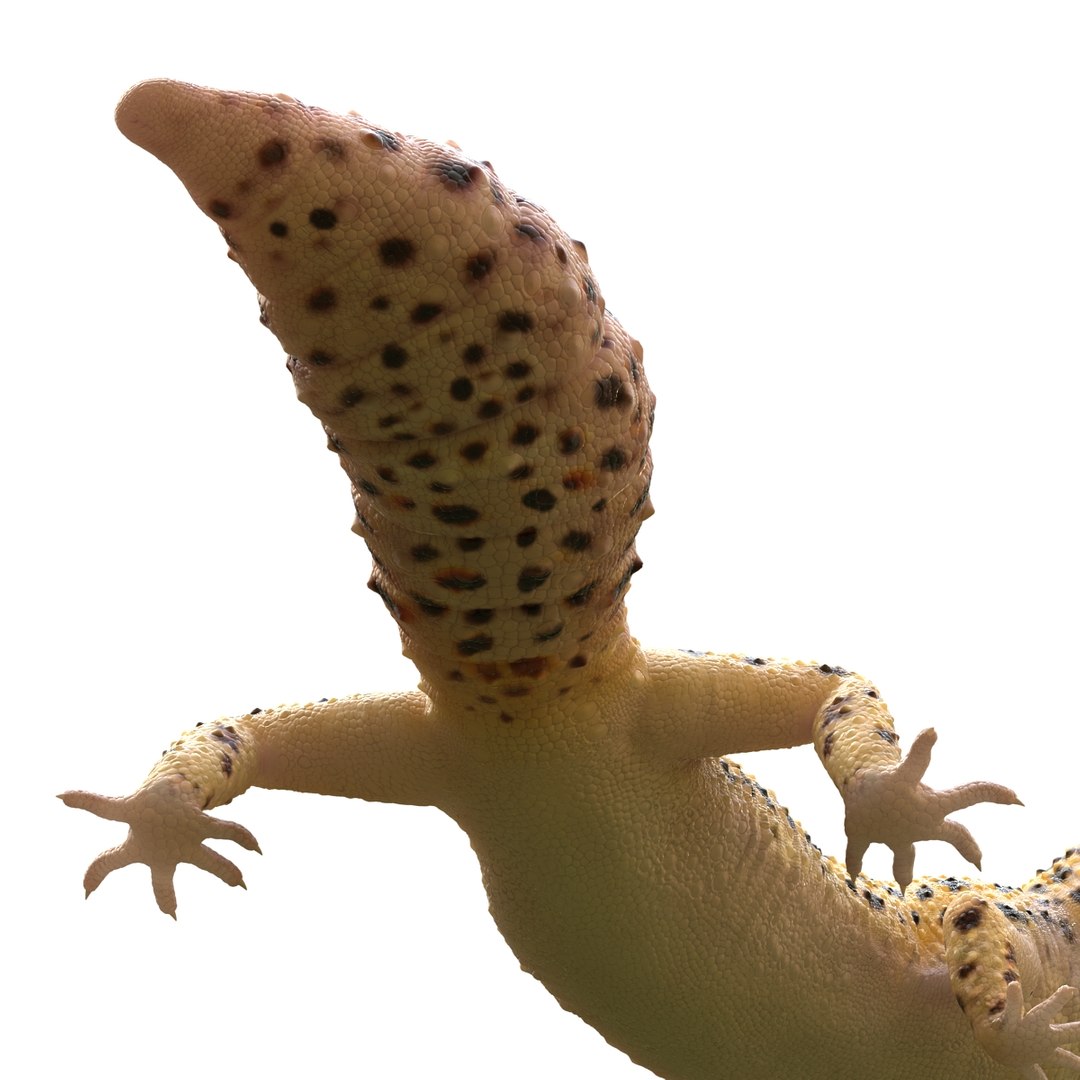 3d leopard gecko pose 4 model