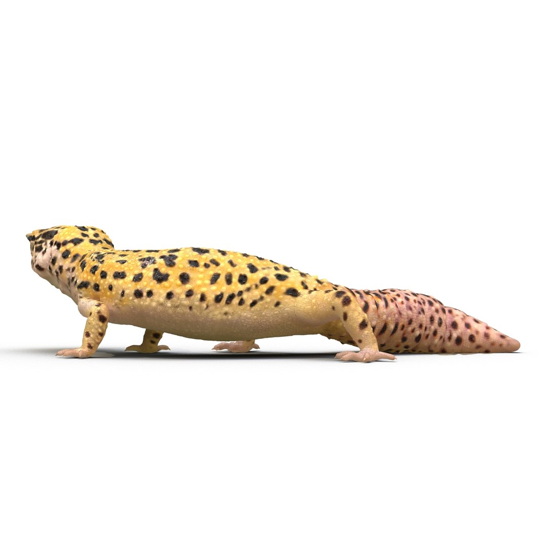 3d leopard gecko pose 4 model