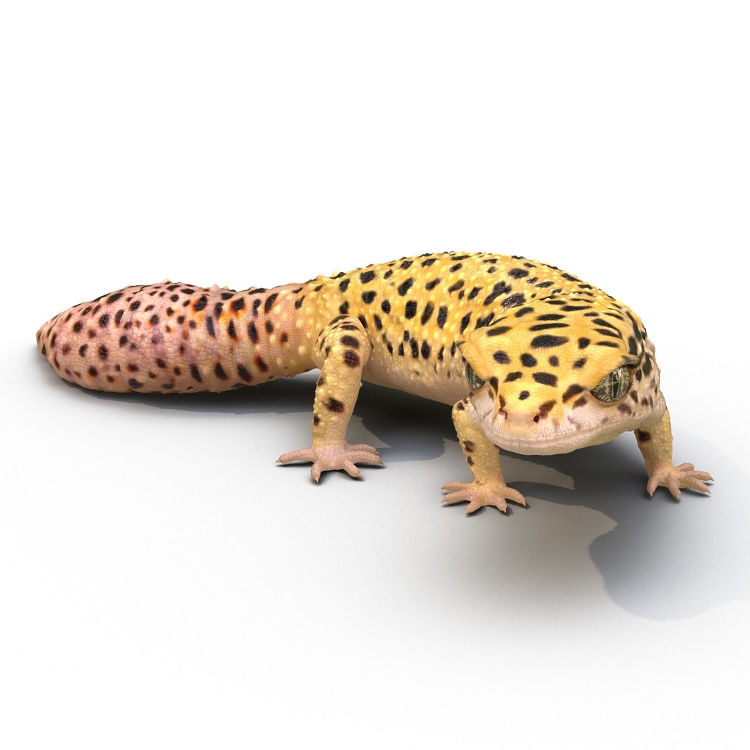 3d leopard gecko pose 4 model
