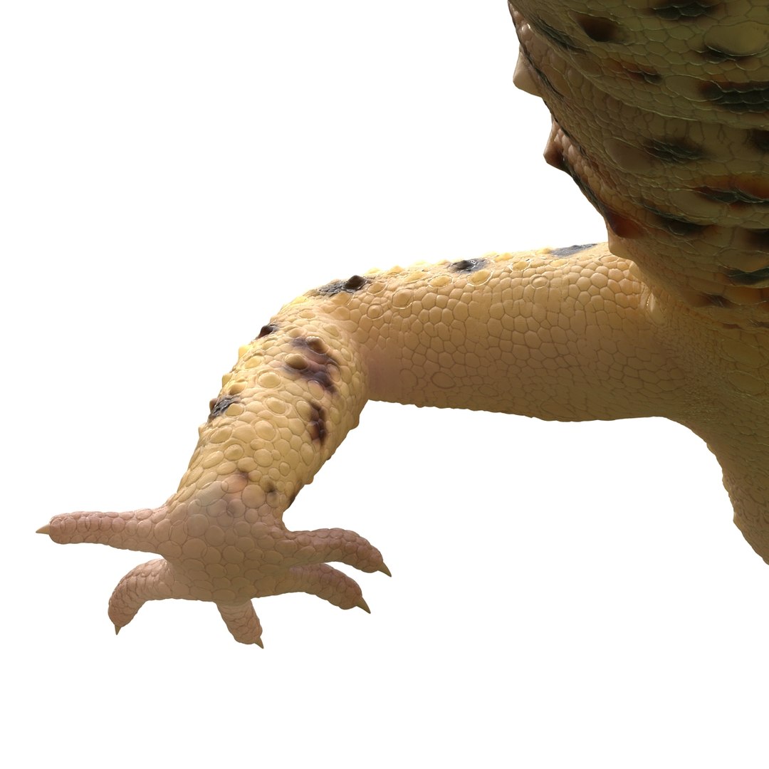 3d leopard gecko pose 4 model
