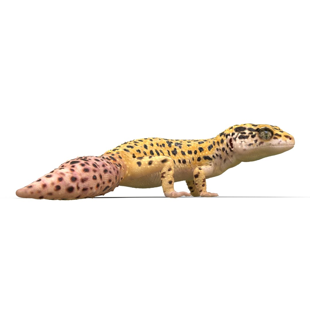 3d leopard gecko pose 4 model