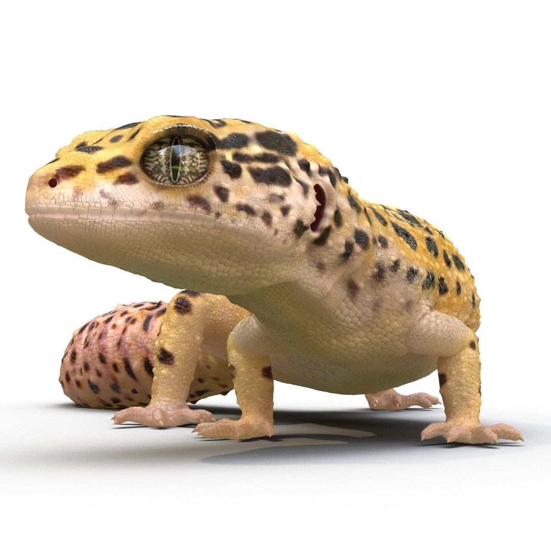 3d leopard gecko pose 4 model