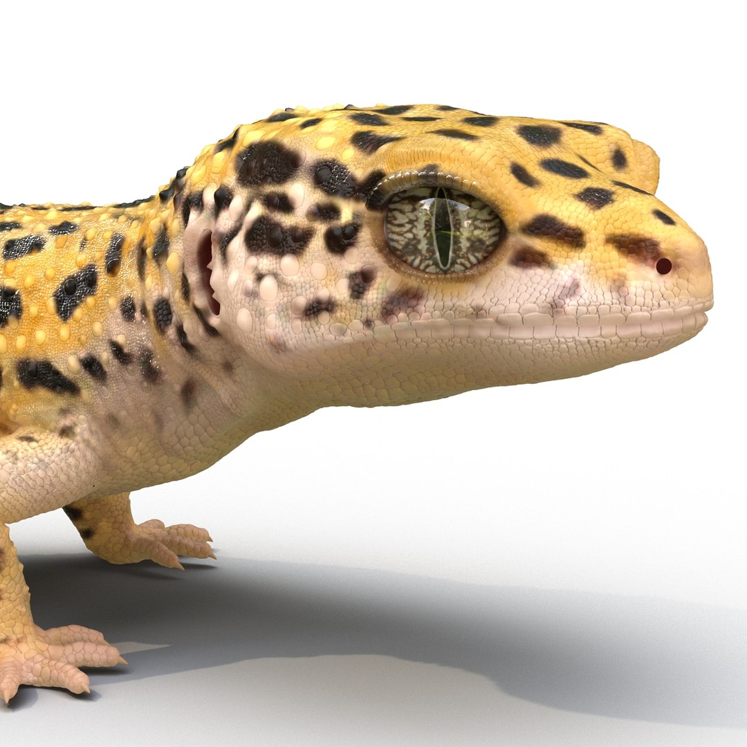 3d leopard gecko pose 4 model