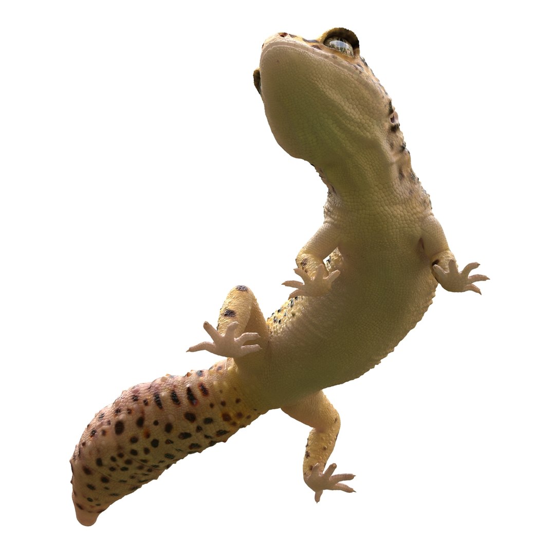 3d leopard gecko pose 4 model
