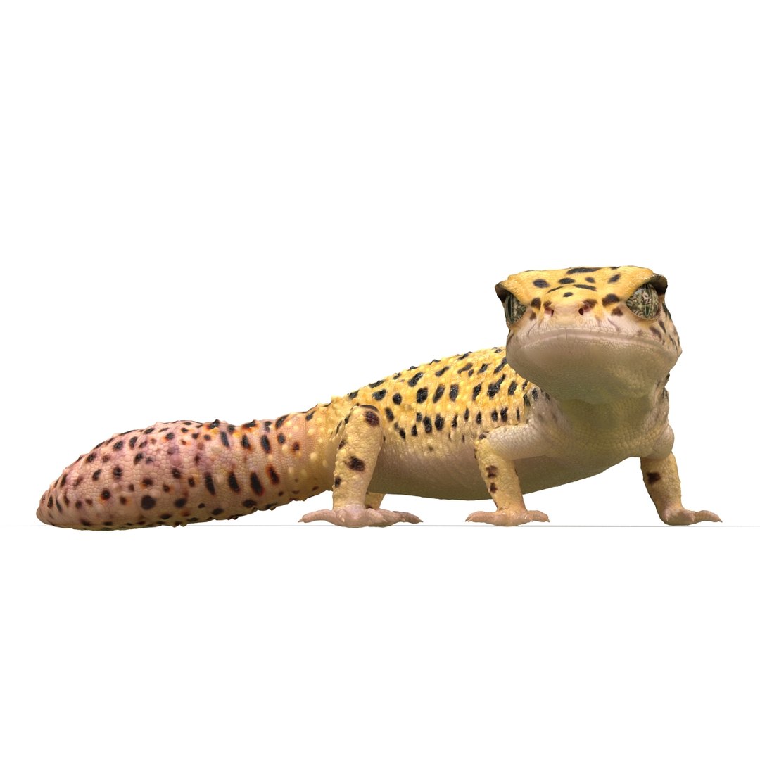 3d leopard gecko pose 4 model