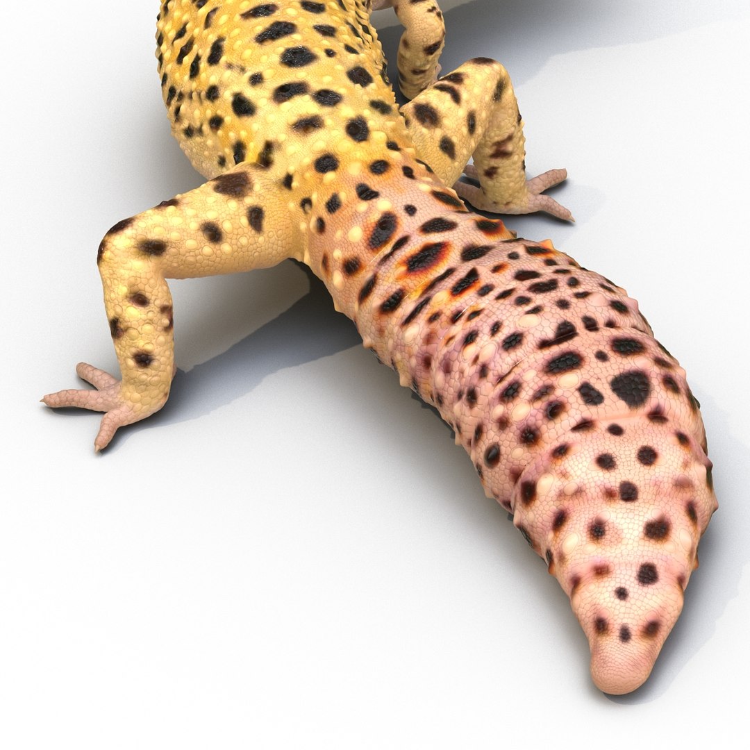 3d leopard gecko pose 4 model