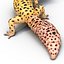 3d Leopard Gecko Pose 4 Model