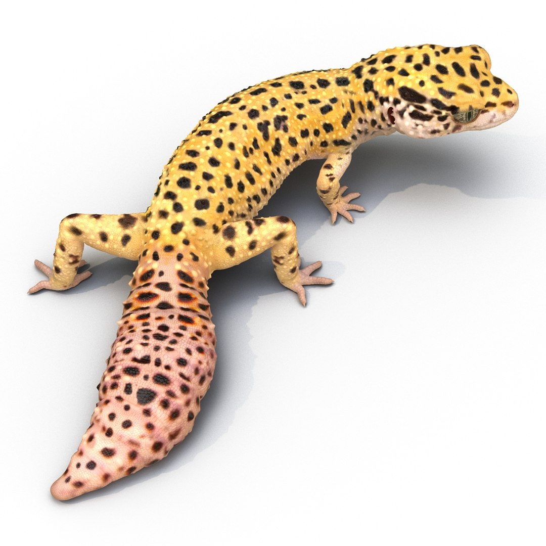 3d leopard gecko pose 4 model