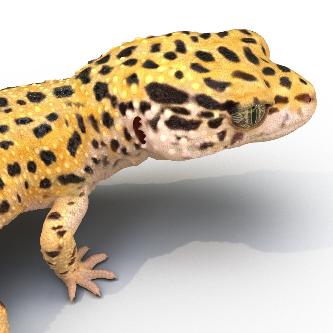 3d leopard gecko pose 4 model