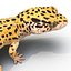 3d Leopard Gecko Pose 4 Model