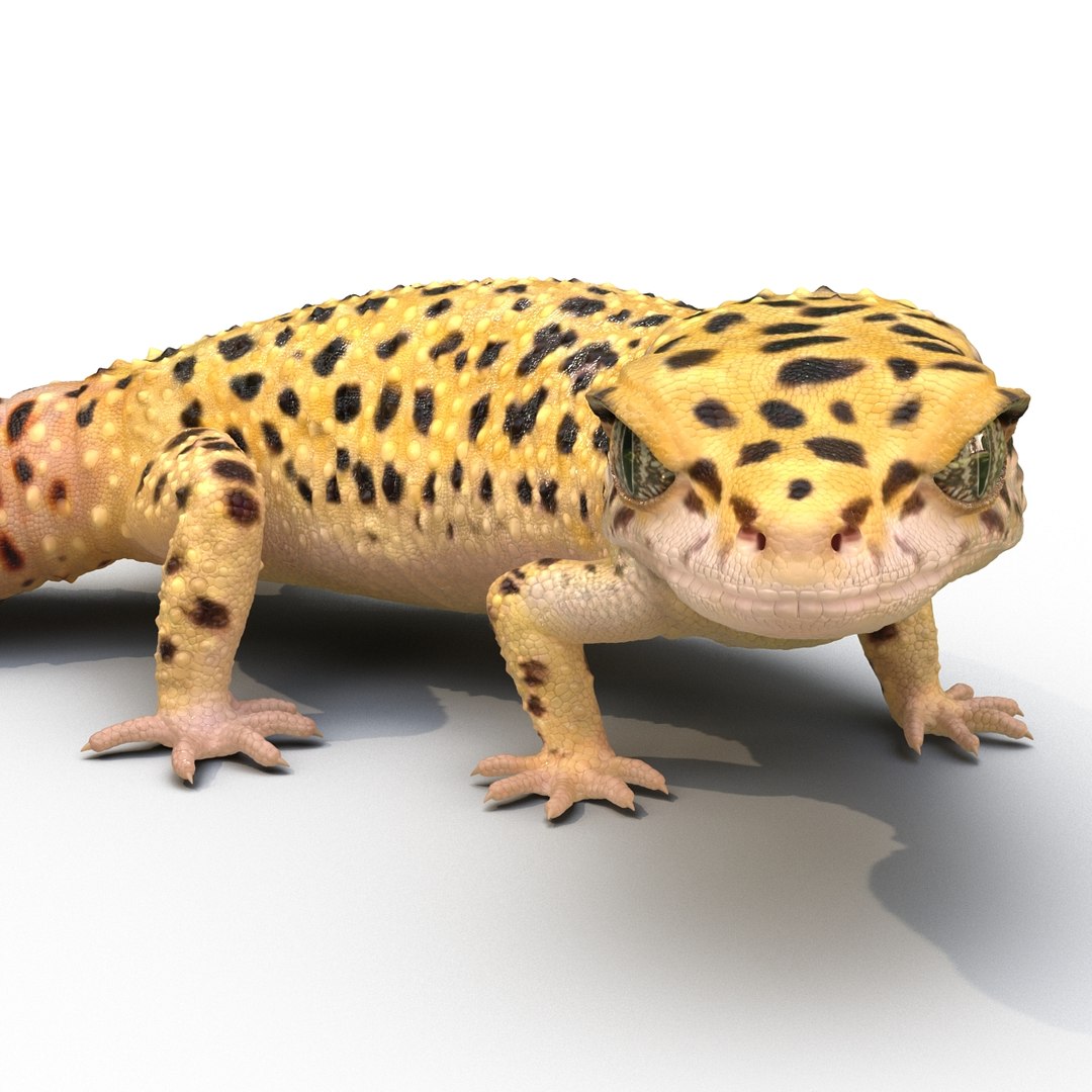3d leopard gecko pose 4 model