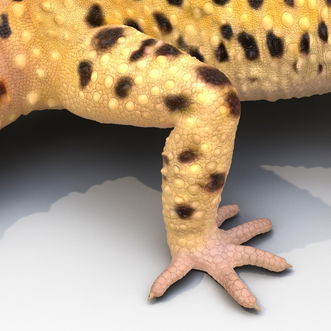 3d leopard gecko pose 4 model
